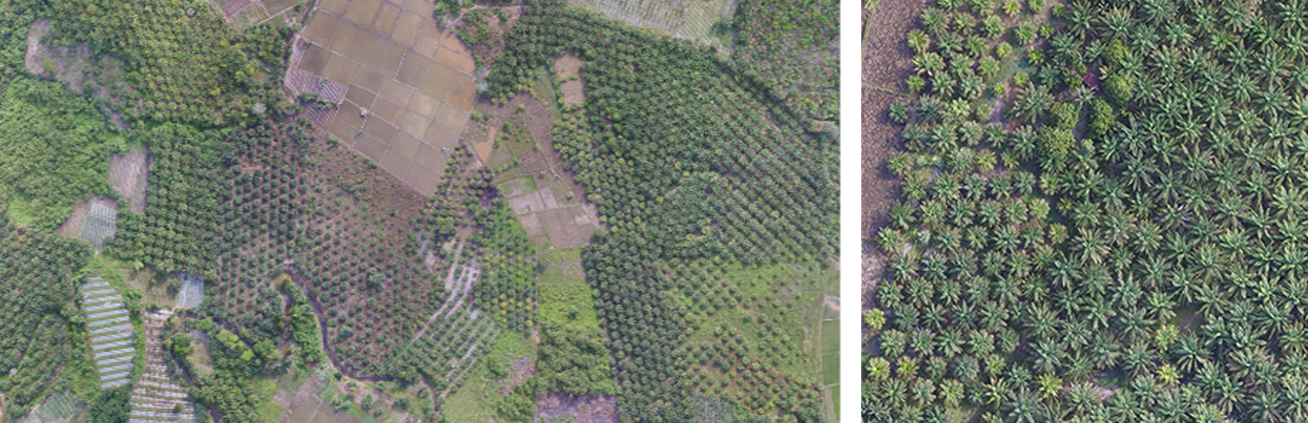 Automatic counting service - DRONES IMAGING